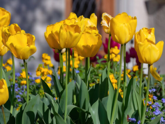 Лунный посевной календарь садовода и огородника на 2024 2025 год сроки посева посадки и ухода